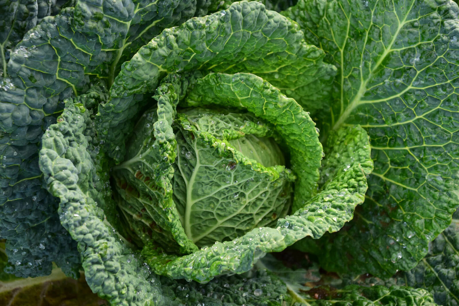 Is Cabbage a Vegetable? - Fit Vegan Guide