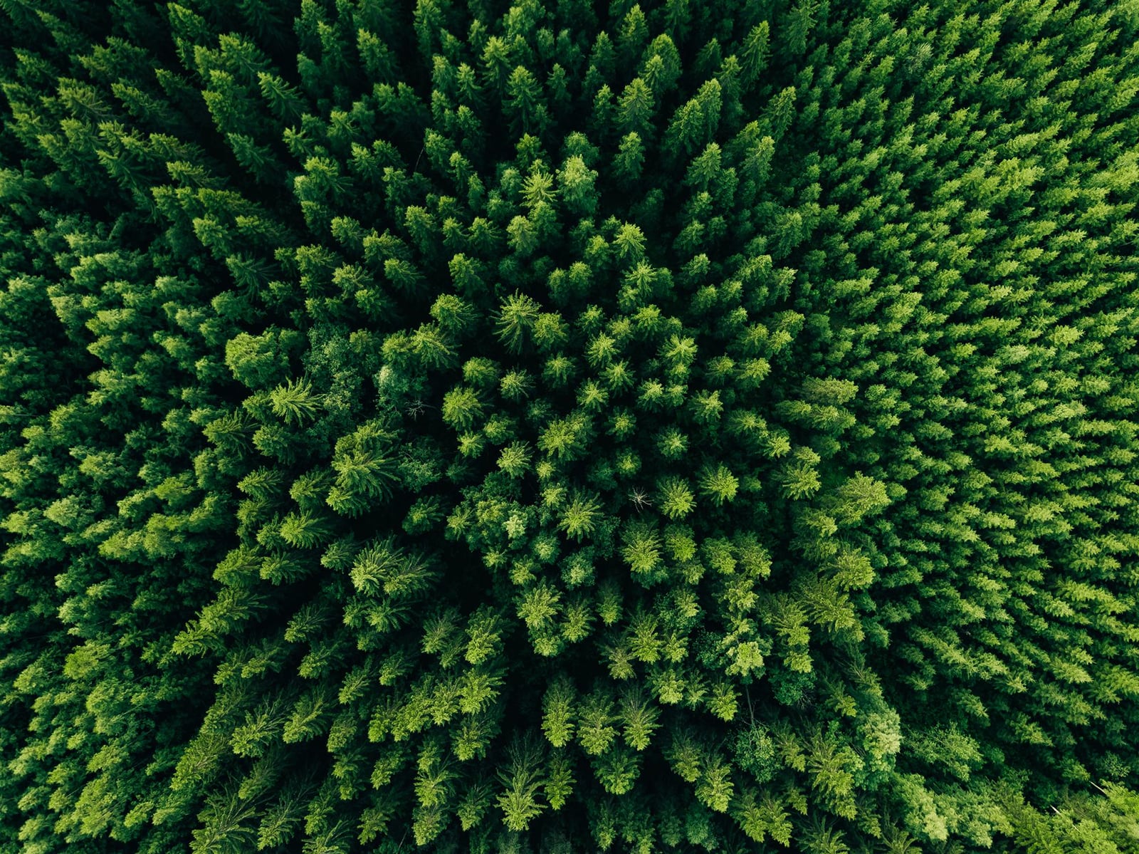 Why Go Vegan? - Reasons and Benefits
